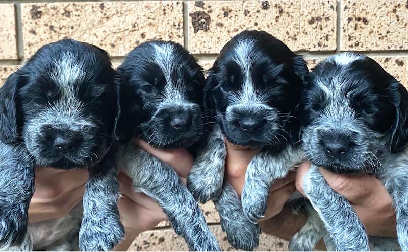 Cocker Spaniel Puppies Blue Roan