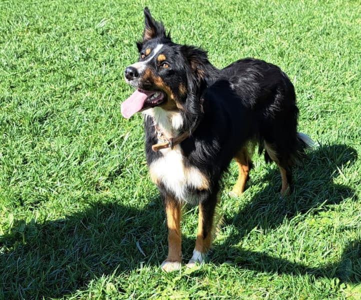 Australian Kelpie Border Collie Mix
