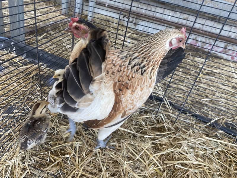 Beautiful Bantam Chickens