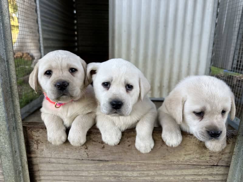 Australian Labrador Puppies