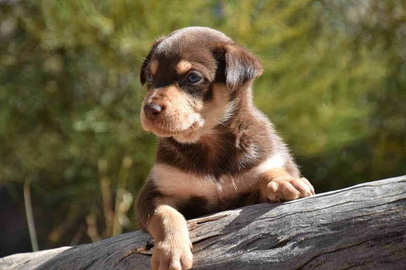 Red Kelpie Puppies
