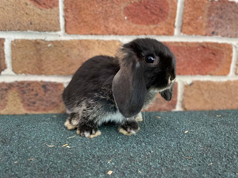 Black Mini Lop Rabbits