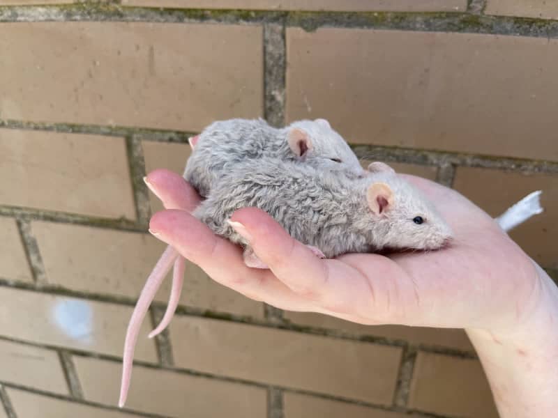 Cute Rex Rats