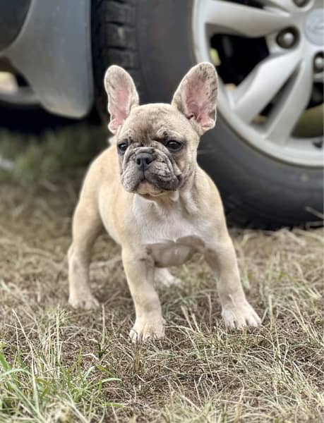Are French Bulldogs Jealous