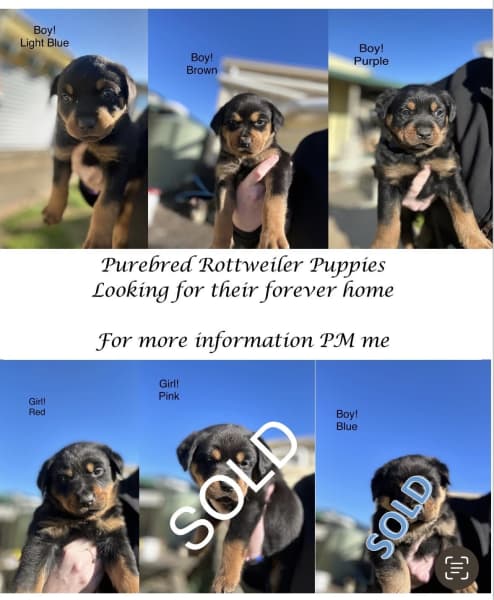 Red Rottweiler Puppies