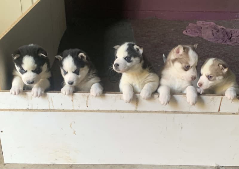 Piebald Siberian Husky Puppies