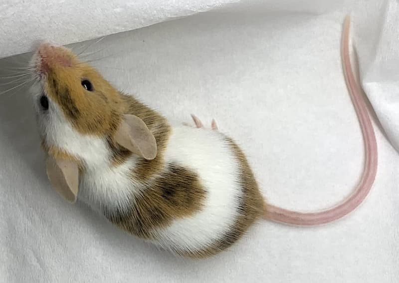 Black And White Fancy Mice