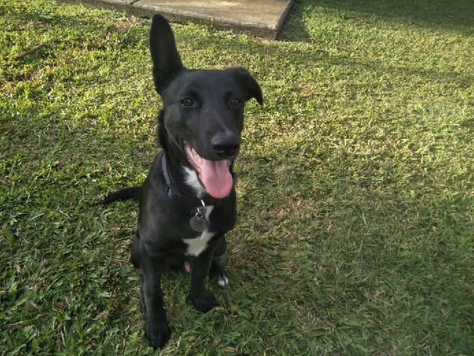 Border Collie Lab German Shepherd Mix