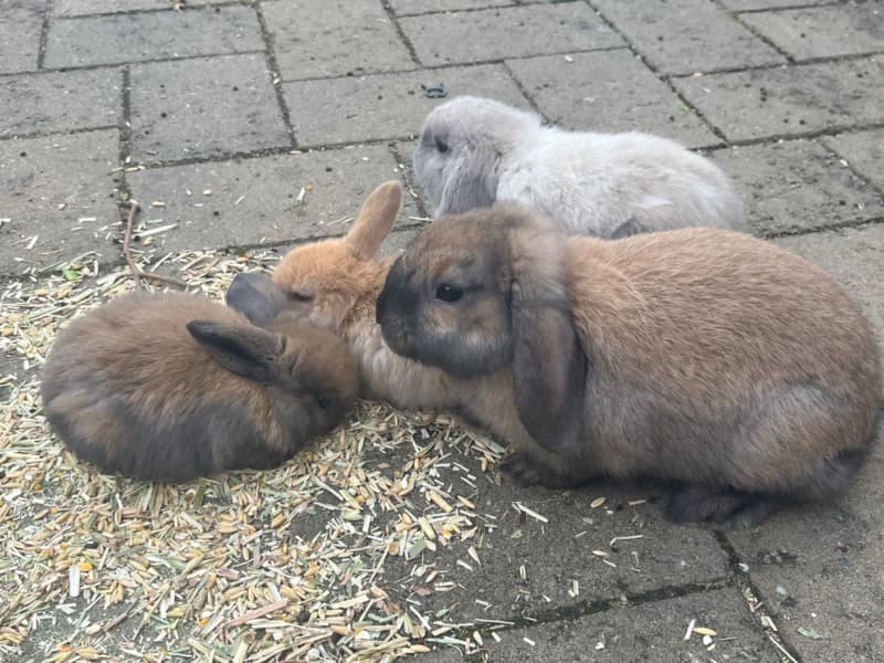 Miniature Cashmere Lop