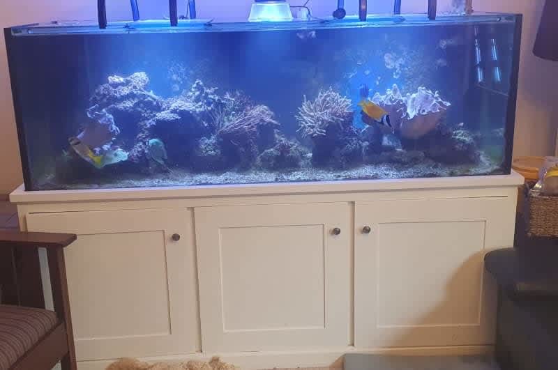 Huge Empty Fish Tank