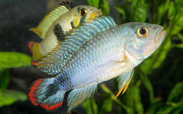 Apistogramma Panduro Seriously Fish