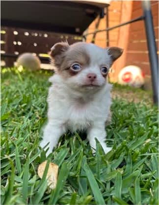 Lavender Merle Chihuahua