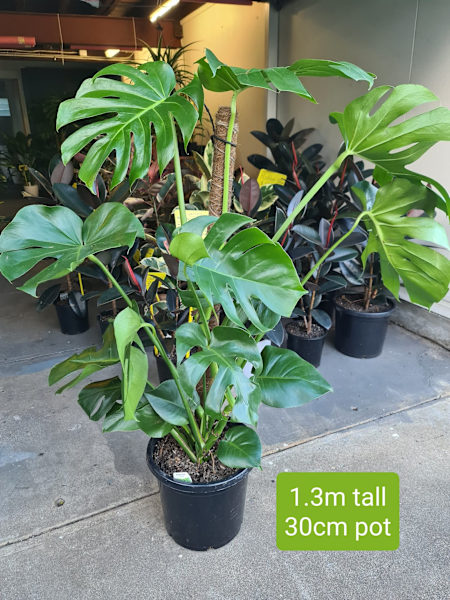 Are Monstera Plants Safe For Dogs