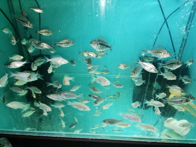 Venustus Cichlid Fry