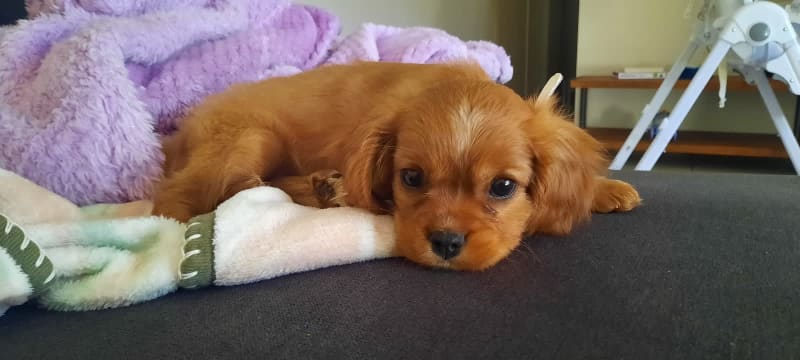 Ruby Cockalier Puppies
