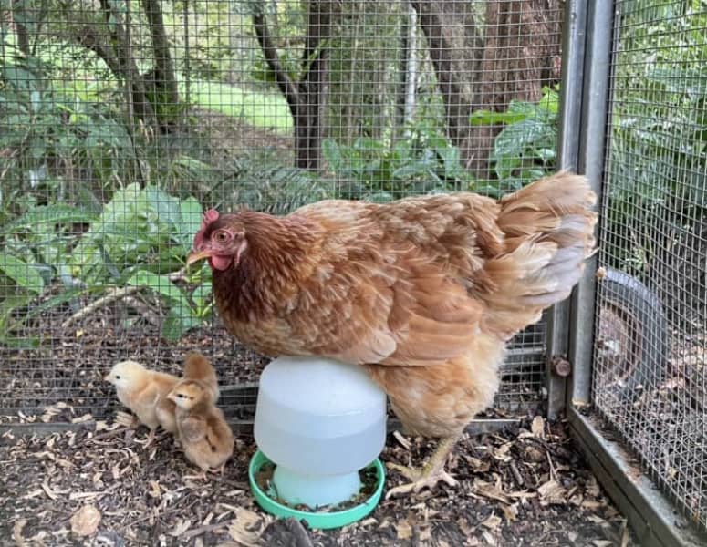 Pullet Rhode Island White