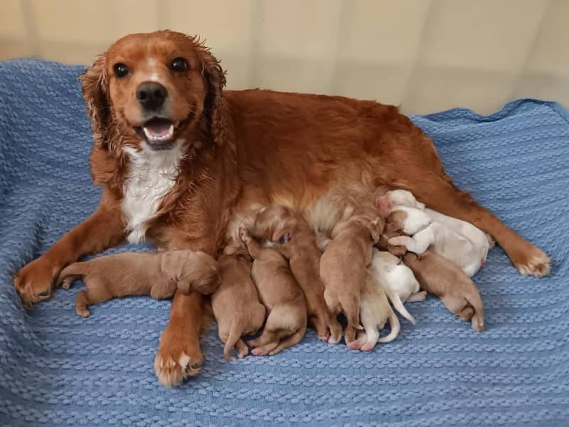 Ruby Cockalier Puppies