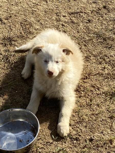 Lethal White Border Collie