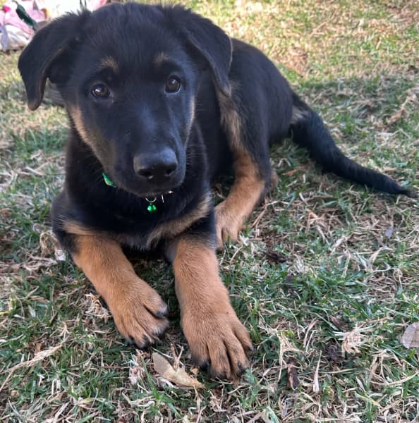 German Shepherd Lab Mix Puppy