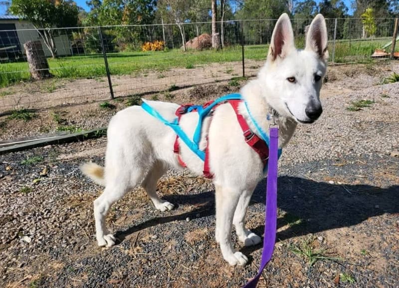 Purebred White German Shepherd