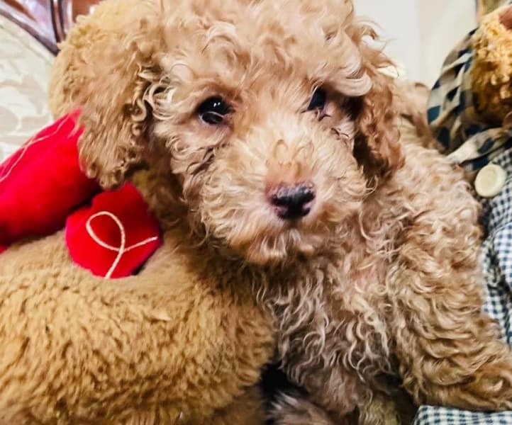 Apricot Toy Poodle