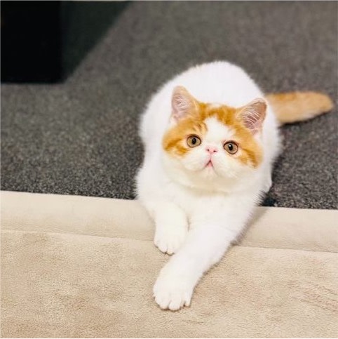 Snoopy The Cat As A Kitten