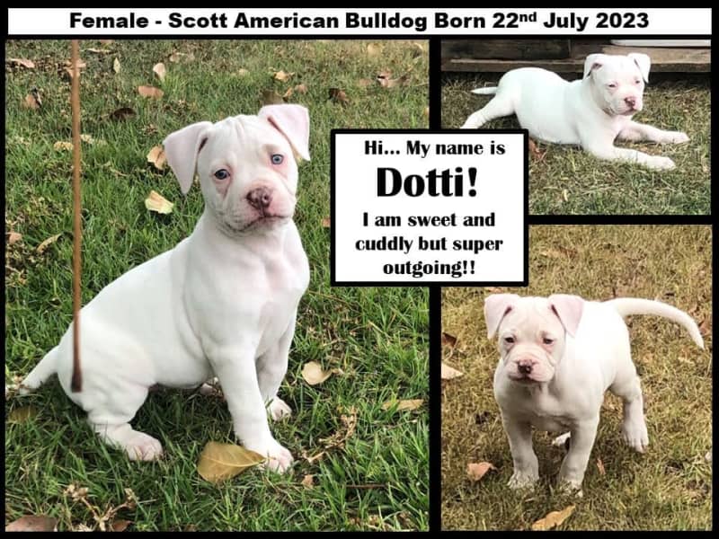 Scott American Bulldog