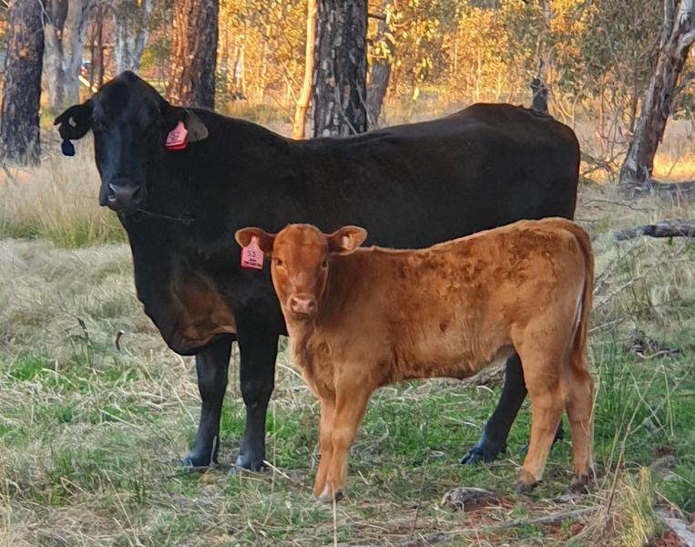 Brangus Calf
