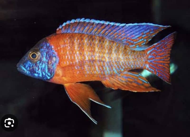 Ruby Red Peacock Cichlid