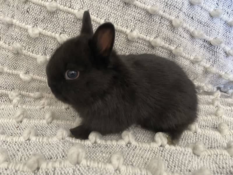Chocolate Netherland Dwarf