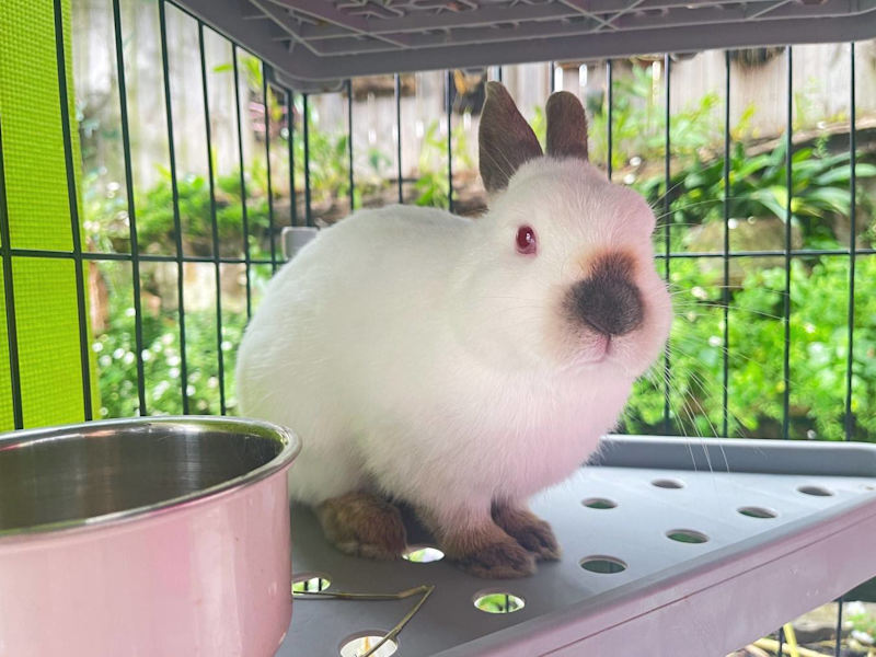 Chocolate Netherland Dwarf