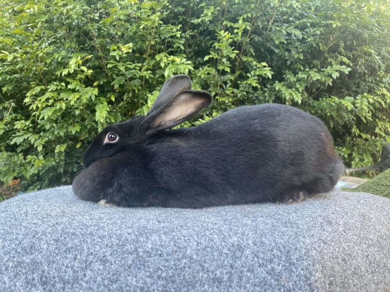 Black Flemish Giant Rabbit