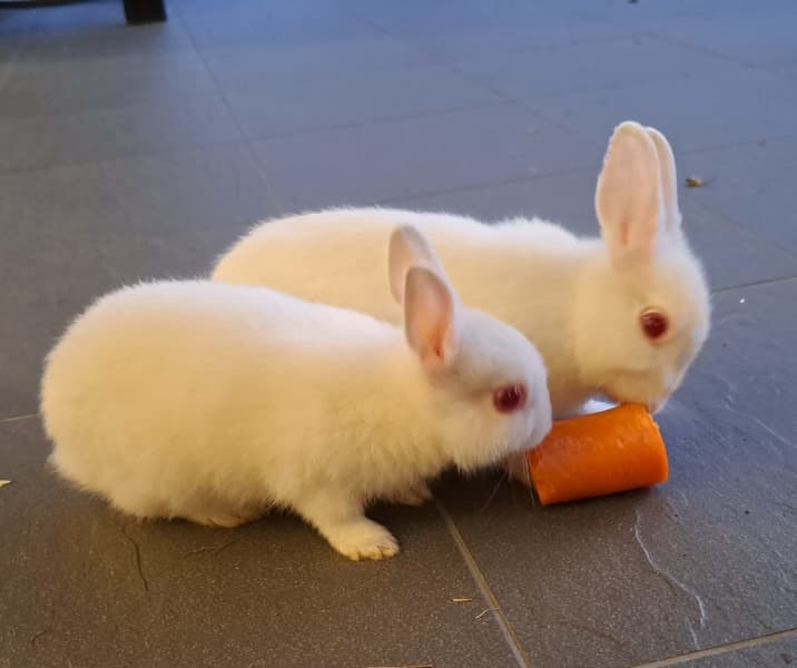 Cute White Baby Rabbits