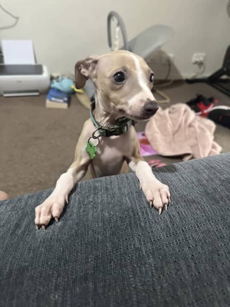 Kermit Jennamarbles Breed