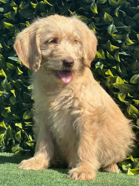 Labradoodle Straight Hair