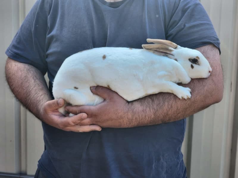 Flemish Rabbit Standard