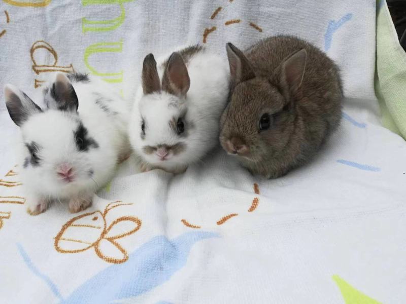 Chocolate Netherland Dwarf