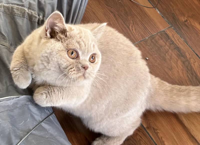 British Shorthair Fawn