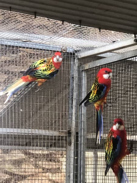 Crimson Rosella Mutations