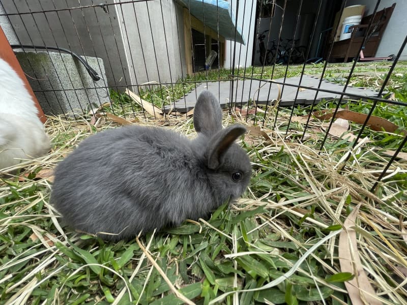 Baby Silver Fox Rabbit