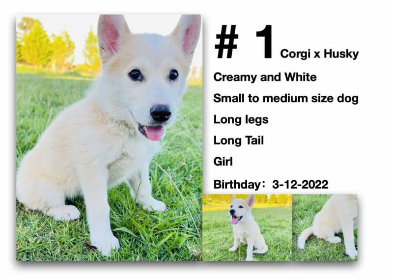 Are Husky Sizes For Boys Shorter In Length