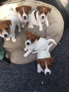 (Patterjack) Patterdale X Jack Russell Puppies | atelier-yuwa.ciao.jp