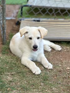 White German Shepherd Yellow Lab Mix