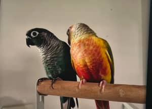 Nansun Conure