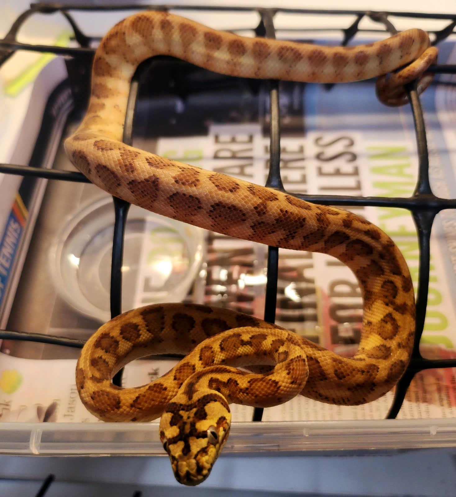 Carpet Python Jag Sib