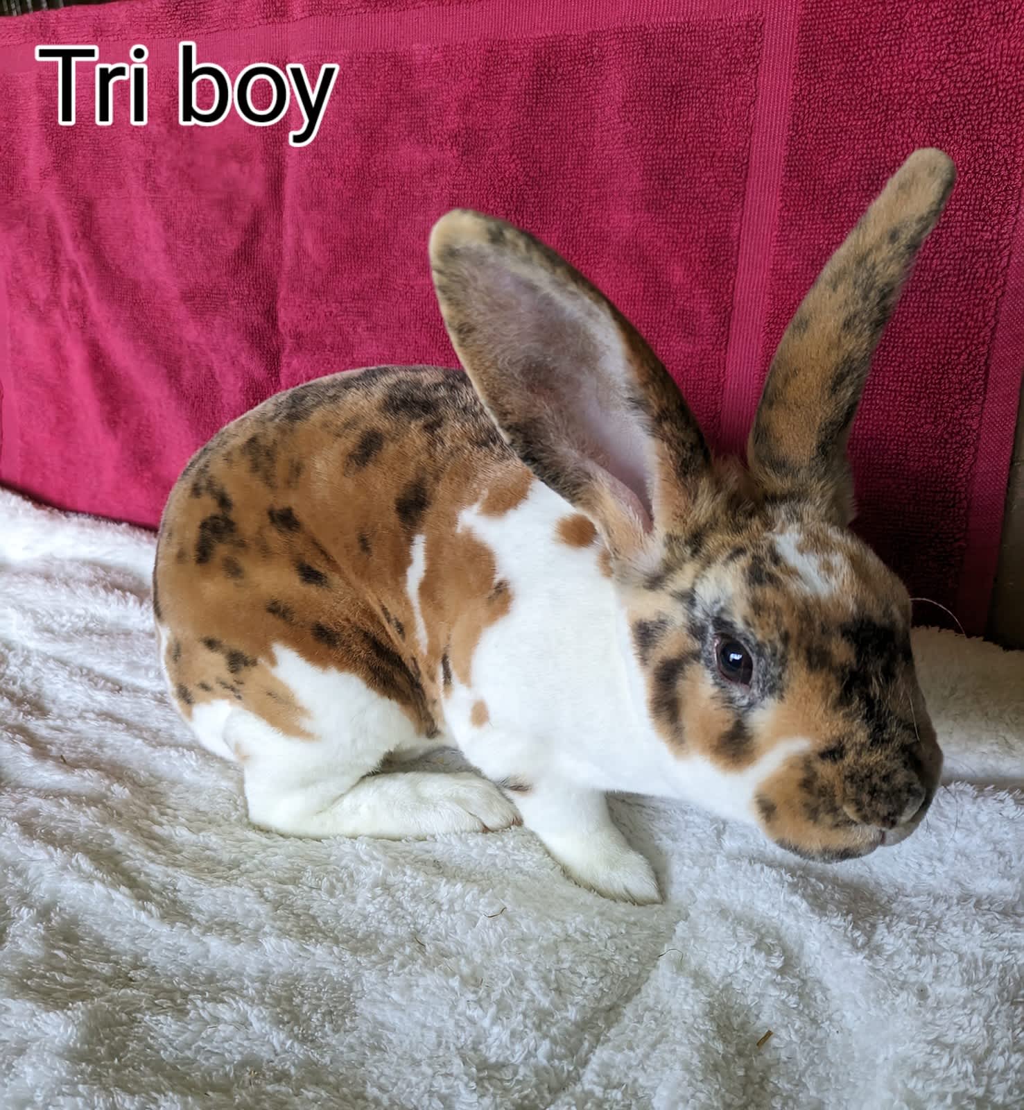 Mini Rex Rabbits Fully Grown