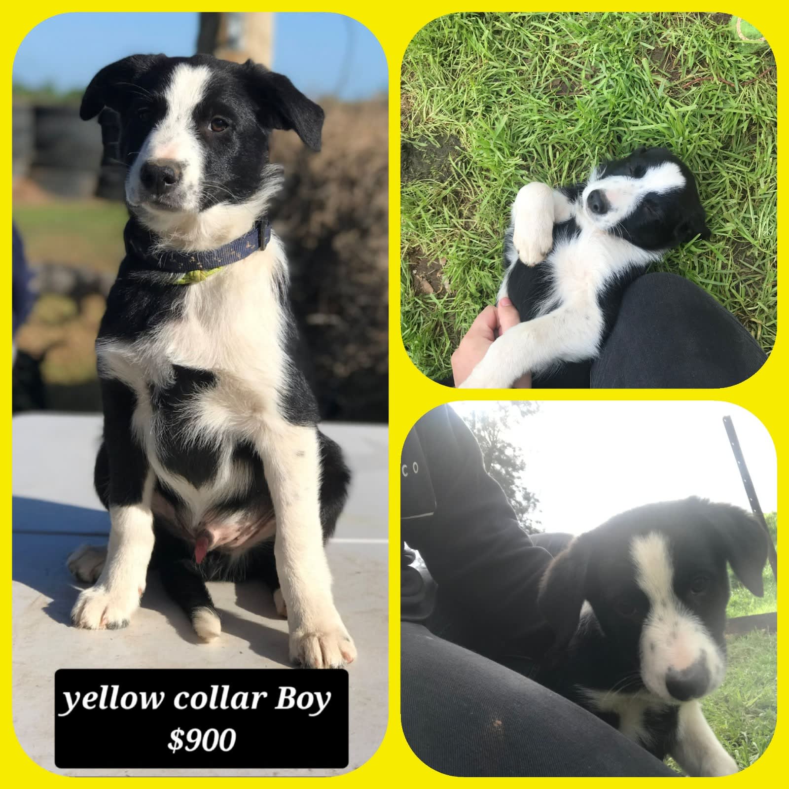 Border Collie Terrier Mix Puppies