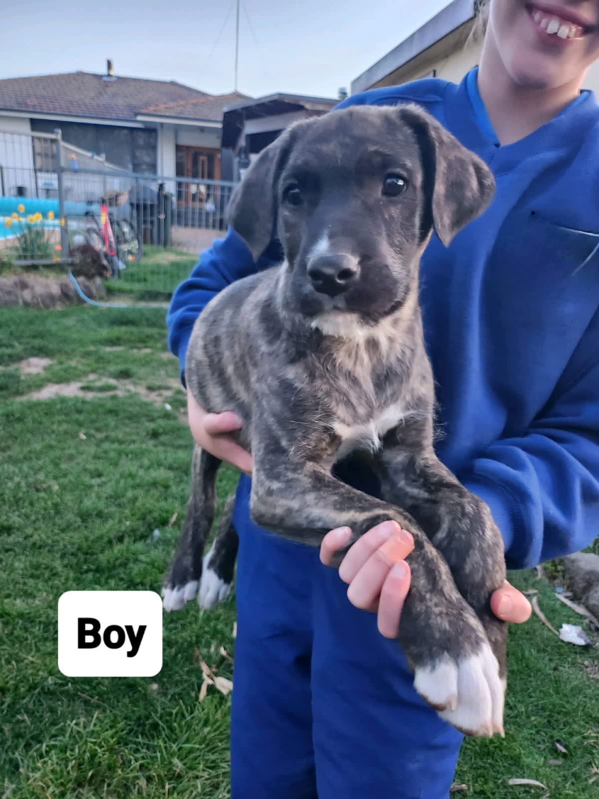 Irish Wolfhound Great Dane Mix