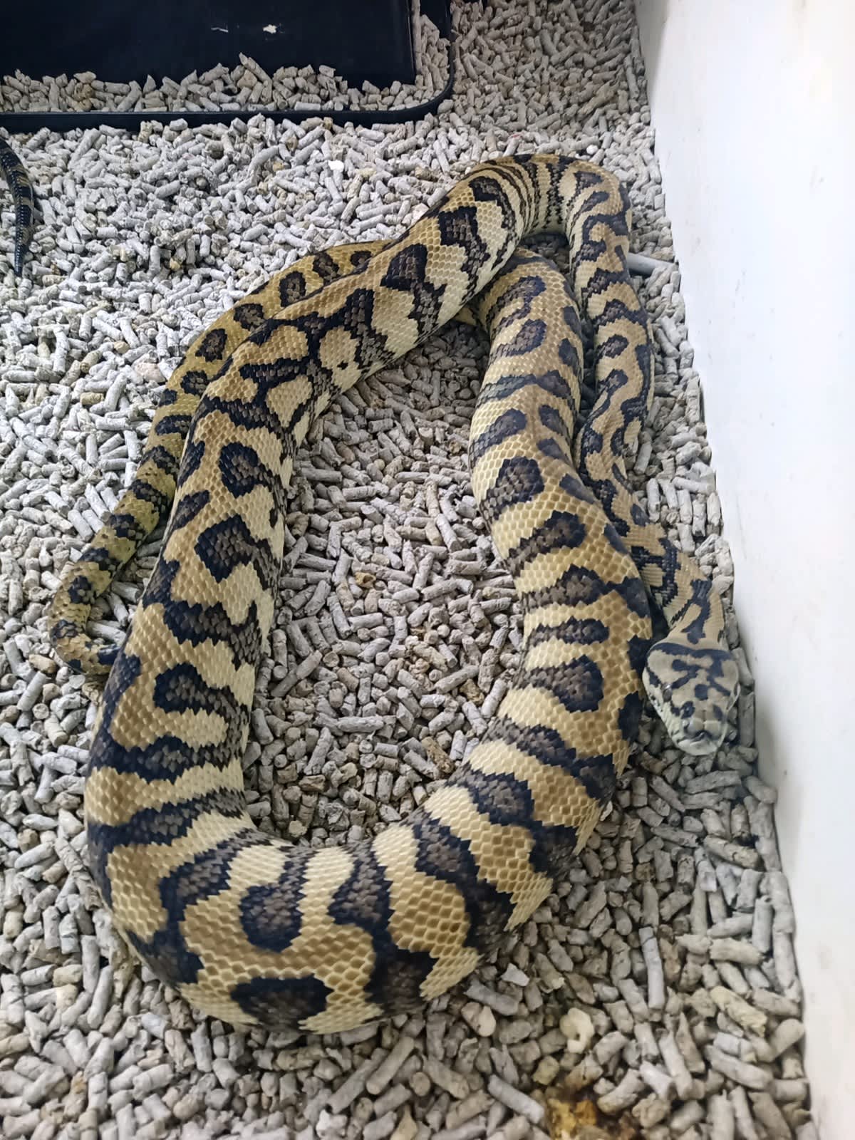 Carpet Python Jag Sib