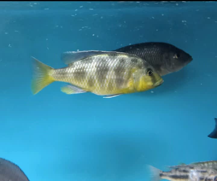Venustus Cichlid Fry